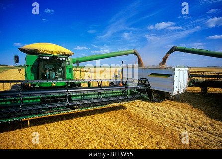 combine harvesters unload into grain wagons during the canola Stock ...