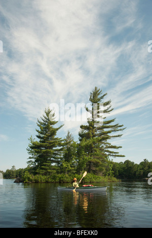 Pine Tree Forest in Muskoka, Ontario Stock Photo - Alamy