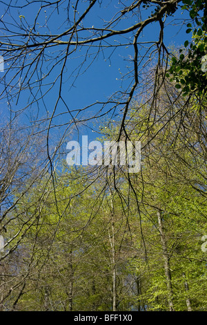 Trees in early spring Stock Photo - Alamy