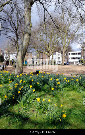 Daffodils Pond Square Highgate Village London England UK Stock Photo ...