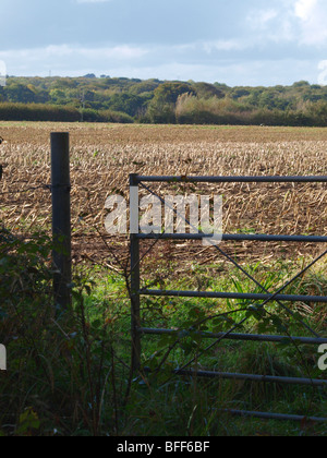 Open farm gate, Devon, UK Stock Photo - Alamy