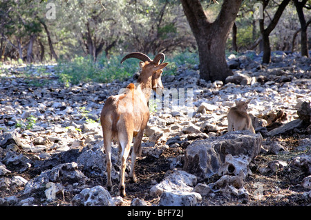 Barbary Sheep or Aoudad (Ammotragus lervia).). Ewe or female. Lambs or ...