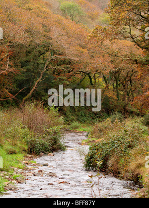 River in the woods in autumn Stock Photo - Alamy