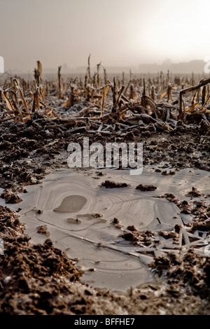 Corn field mud and puddle Stock Photo - Alamy