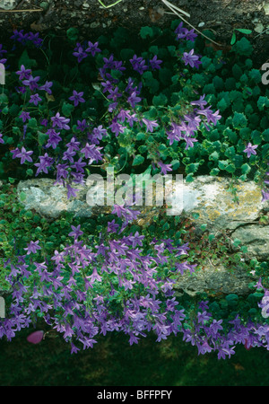 Plants in rockery garden, Blue Stemless Gentian Alpine Saxifrage ...