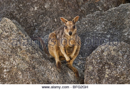 wallaby wallabies australia australian herbivore herbivores marsupial ...