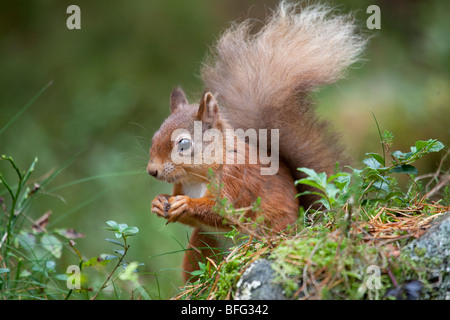 Red Squirrel Drey Stock Photo: 23379878 - Alamy
