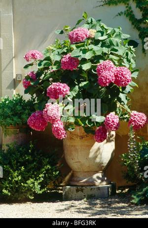 Growing pink hydrangeas in a pot. Bright beautiful pink hydrangea ...