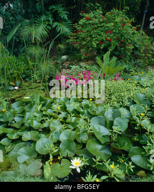 Small pool with pink lilies in flower in the garden created by Bevis ...