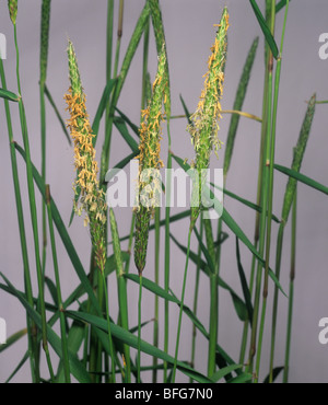 Blackgrass Alopecurus myosuroides flowering spikes Stock Photo - Alamy