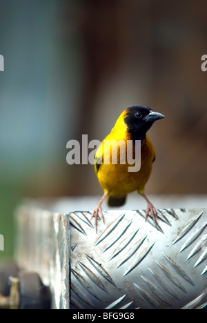 Yellow-backed weaver bird on a papyrus reed Stock Photo - Alamy