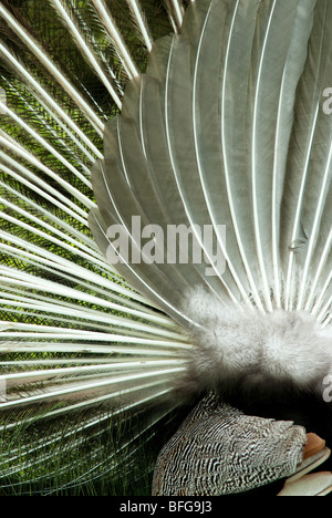 Close up detail of a male peacocks tail feathers shining in the ...
