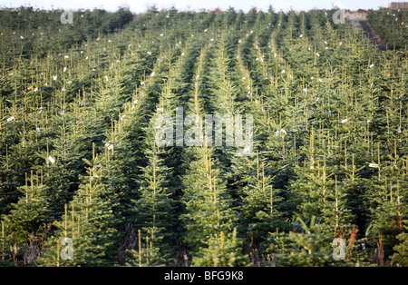 Rows of Nordman and Noble Fir trees growing on a farm in North East ...