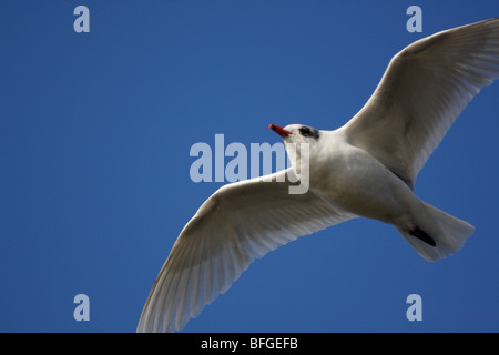 Mediterranean gull in flight Stock Photo - Alamy