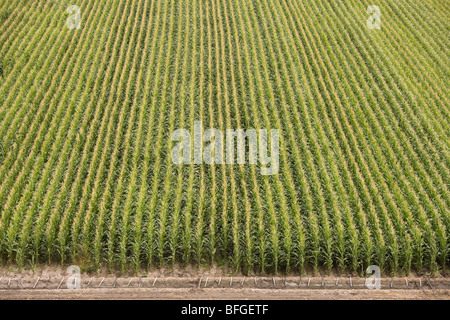 Aerial view of an American corn maize field in summer. North Platte ...