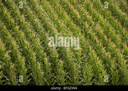Midwest USA corn field farm Stock Photo - Alamy