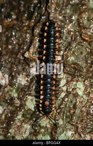 A yellow and black flat back millipede, Apheloria tigana Stock Photo ...