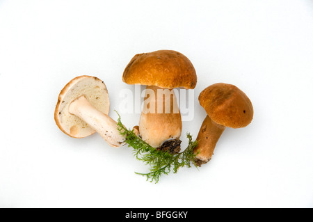 Mushroom. Gyroporus castaneus Stock Photo - Alamy