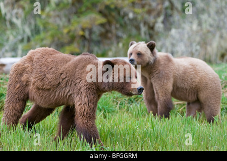Grizzly Bears mating Stock Photo - Alamy