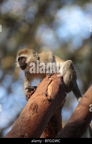 A vervet monkey and juvenile, Cercopithecus aethiops, in a tree top ...