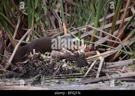 Marsh mongoose (Atilax paludinosus). The marsh or water mongoose lives ...