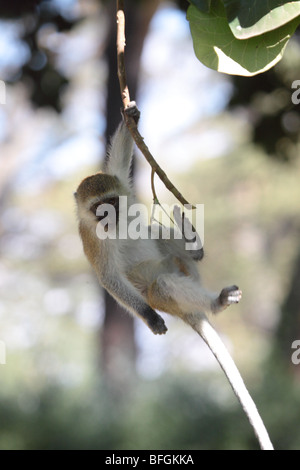 Vervet monkey, hanging from a branch, Tarangire National Park, Tanzania ...