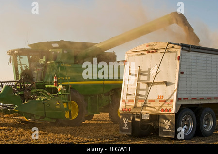 combine harvesters unload into grain wagons during the canola Stock ...