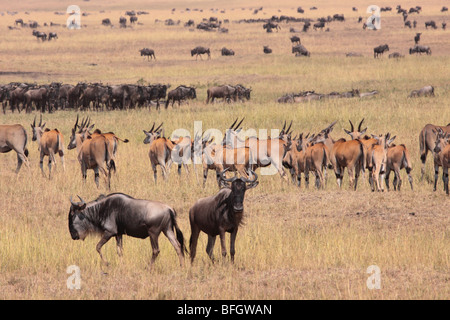 eland and wildebeest Stock Photo - Alamy