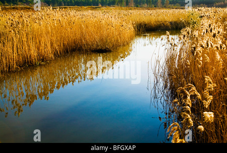 Reeds growing on riverbank Stock Photo - Alamy