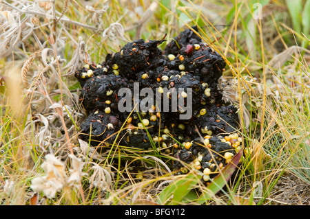 Black Bear (Ursus americanus) scat with pen for size comparison, North ...