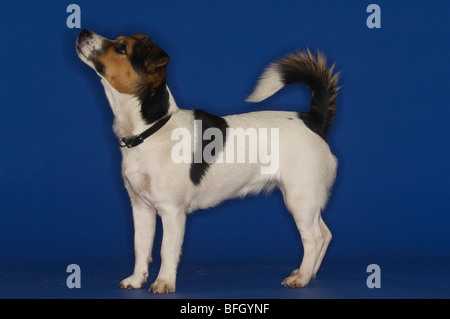 Profile shot of a Jack Russell Terrier. Bokeh, blurred background, copy ...