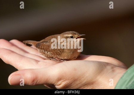 wren bird in a hand Stock Photo - Alamy