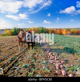 potato harvest new brunswick Stock Photo - Alamy