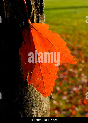 burnt autumn maple leaf Stock Photo - Alamy