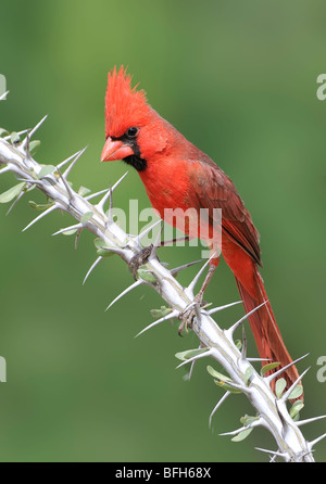 A selective of a northern cardinal (Cardinalis cardinalis) on a wooden ...