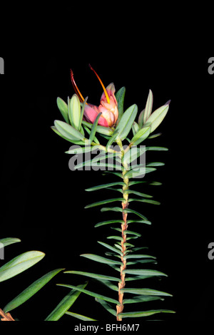 Close-up of Lemon-scented Myrtle flower- Darwinia citriodora- Family ...