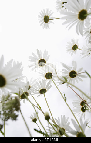 Daisy flowers field, large group of chamomiles, daylight and outdoor ...