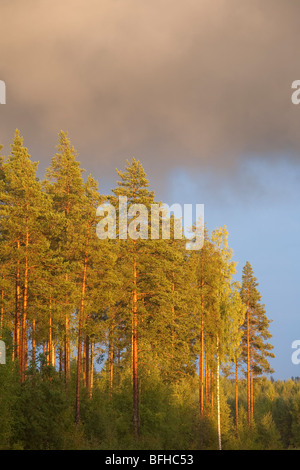 There are tall Scots pine trees of the species Pinus sylvestris on ...