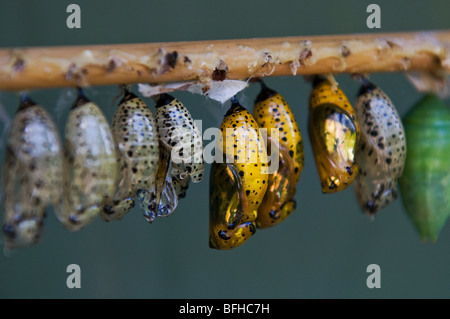 Butterflies emerging from Chrysalis cocoons Stock Photo - Alamy