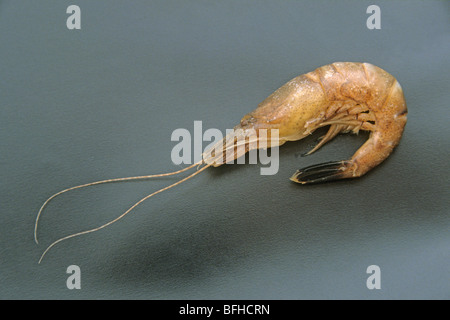 Common Shrimp (Crangon crangon), cooked specimen, studio picture Stock ...