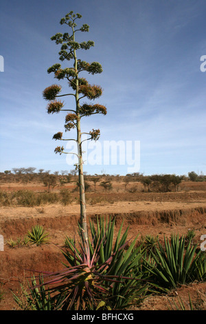 Sisal plants (Agave Sisalana) flowering besides the Cement Road in the ...