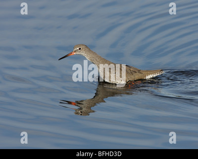 Redshank [ Tringa totanus ] wading through shallow water in WWT ...
