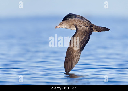 Pink-footed Shearwater (Puffinus creatopus) adult, in flight over sea ...