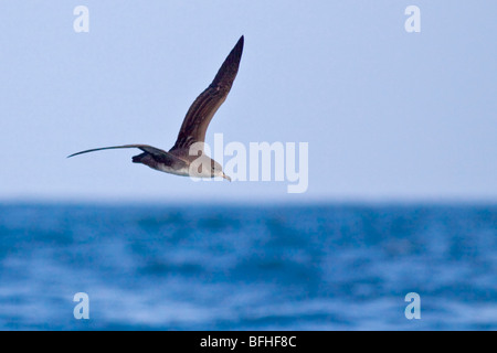 Pink-footed Shearwater (Puffinus creatopus), underside, single bird in ...