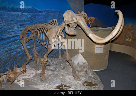 Fossil skeletons of a Woolly Mammoth (Mammuthus primigenius). Mammals ...