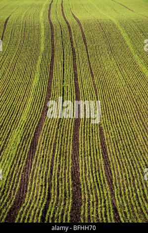 Arable Farming showing Barley Crop Stock Photo - Alamy