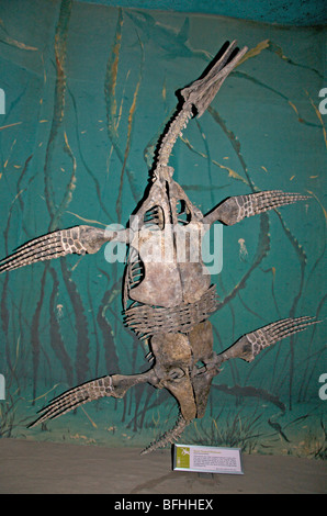 Skeleton of Short-necked Plesiosaur (Trinacromerum bonneri). Royal ...