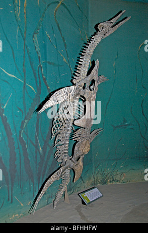 Skeleton of Short-necked Plesiosaur (Trinacromerum bonneri). Royal ...