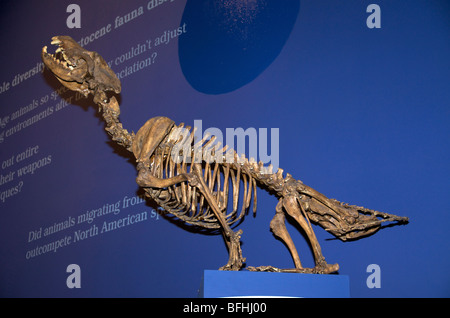Skeleton of an extinct carnivore dire wolf Canis dirus, Pleistocene ...