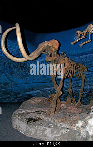 Fossil skeletons of a Woolly Mammoth (Mammuthus primigenius). Mammals ...